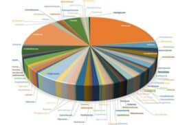 Top List of Foods with Highest Concentration of Luteolin - Vast Diversity